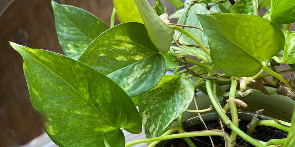 How-To Golden Pothos Care Guide 2024 - Garden It Now