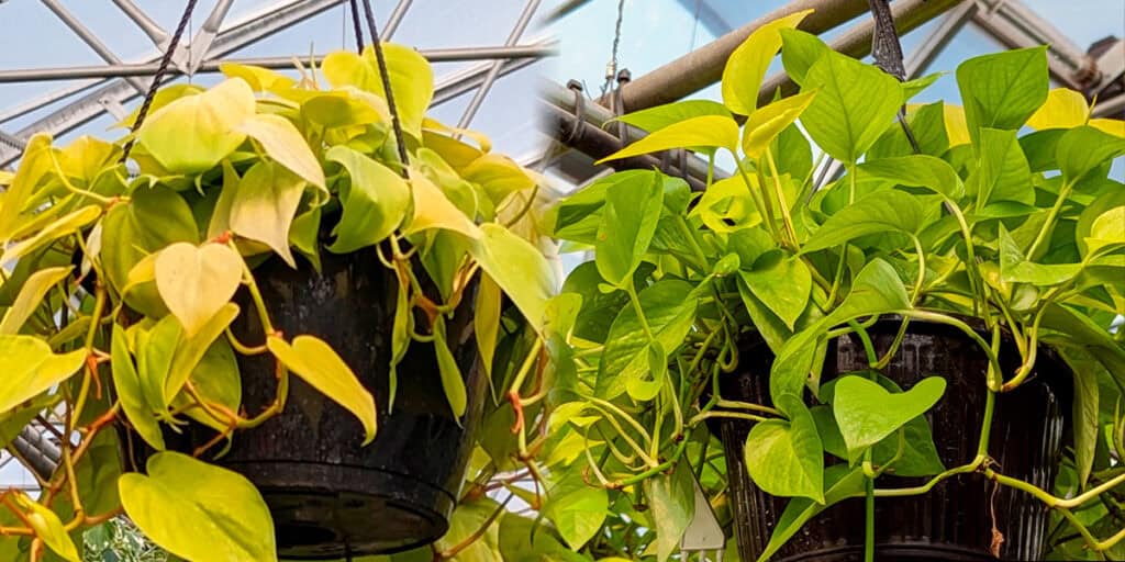 Leaf Detectives: Spot the Differences Between Lemon Lime & Neon Pothos ...